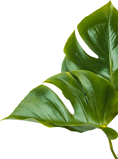 succes poate fi a ta