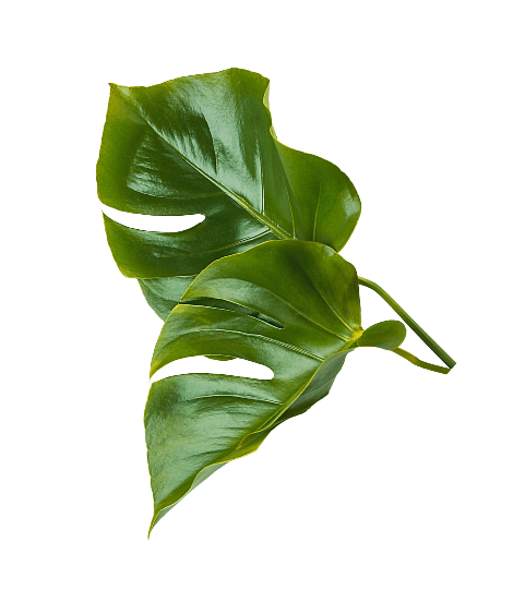 Decorative leaf